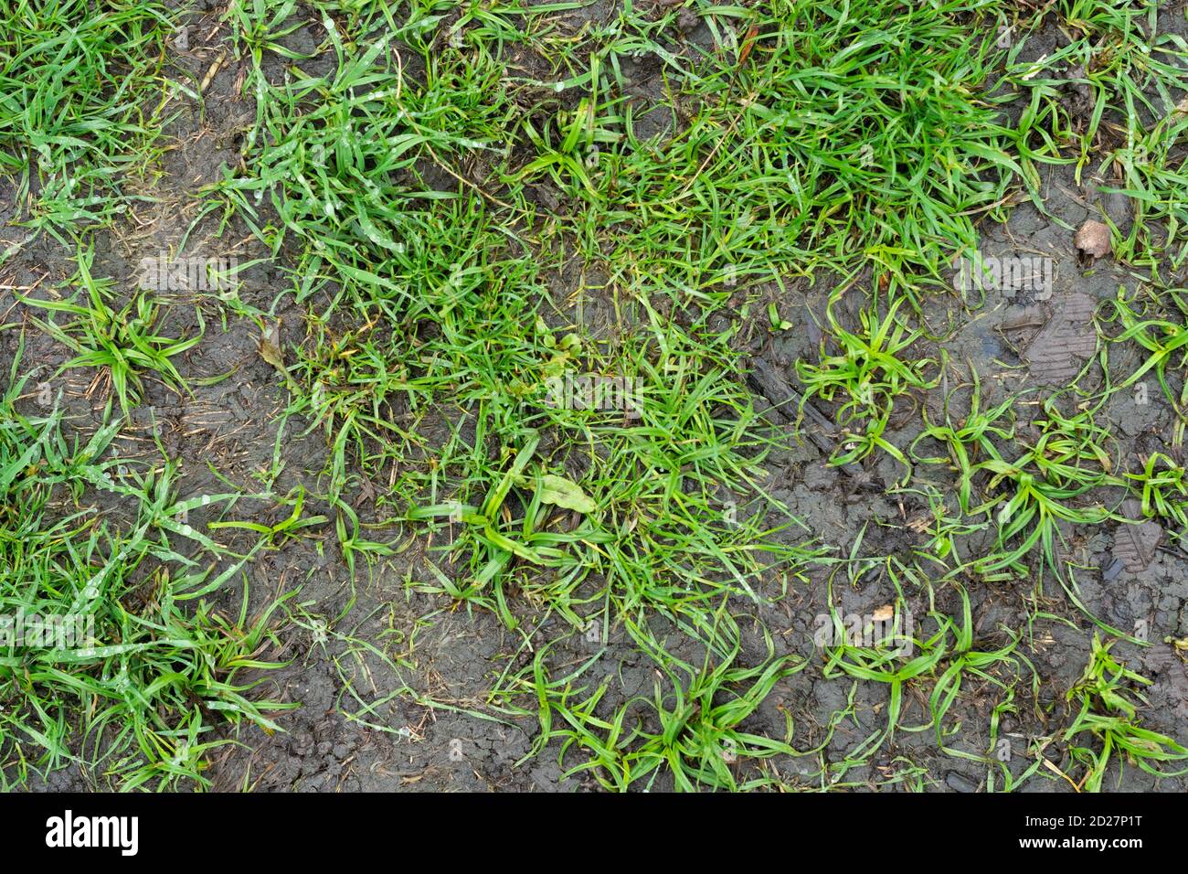 Naturrasen grasboden -Fotos und -Bildmaterial in hoher Auflösung – Alamy