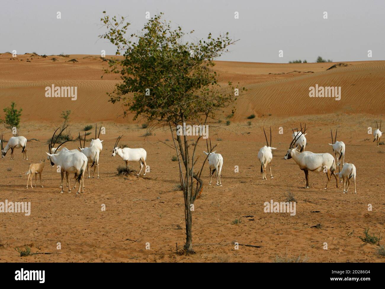 Al Maha Desert Resort und Spa Stockfotos und -bilder Kaufen - Alamy