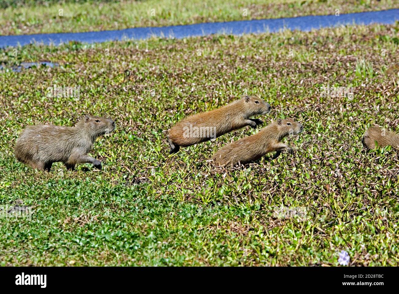 Capybara, Hydrochoerus hydrochaeris, in Swamp, Los Lianos in Venezuela ...