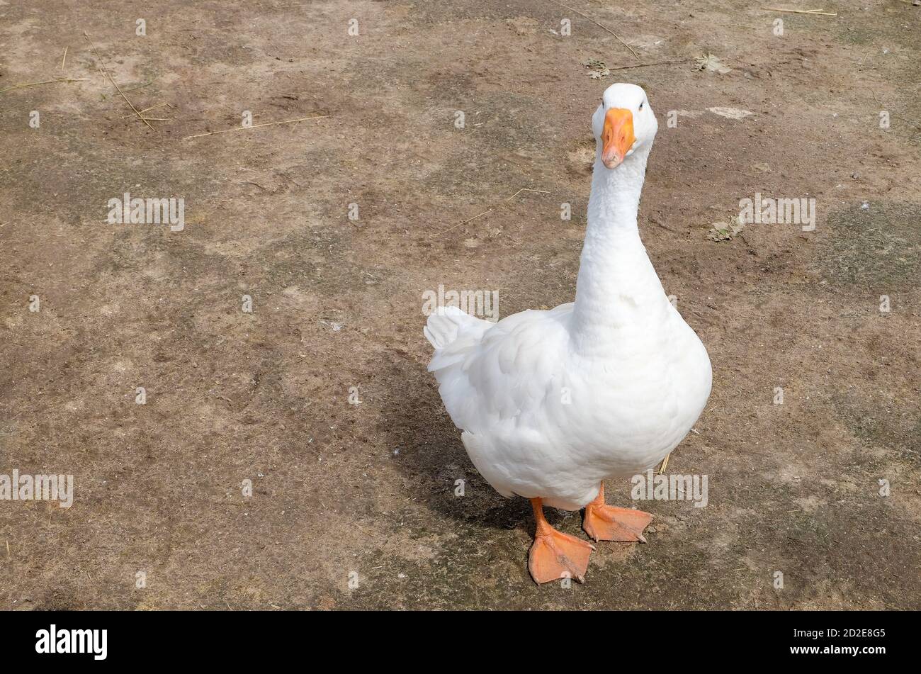Lustig aussehende weiße gans -Fotos und -Bildmaterial in hoher ...