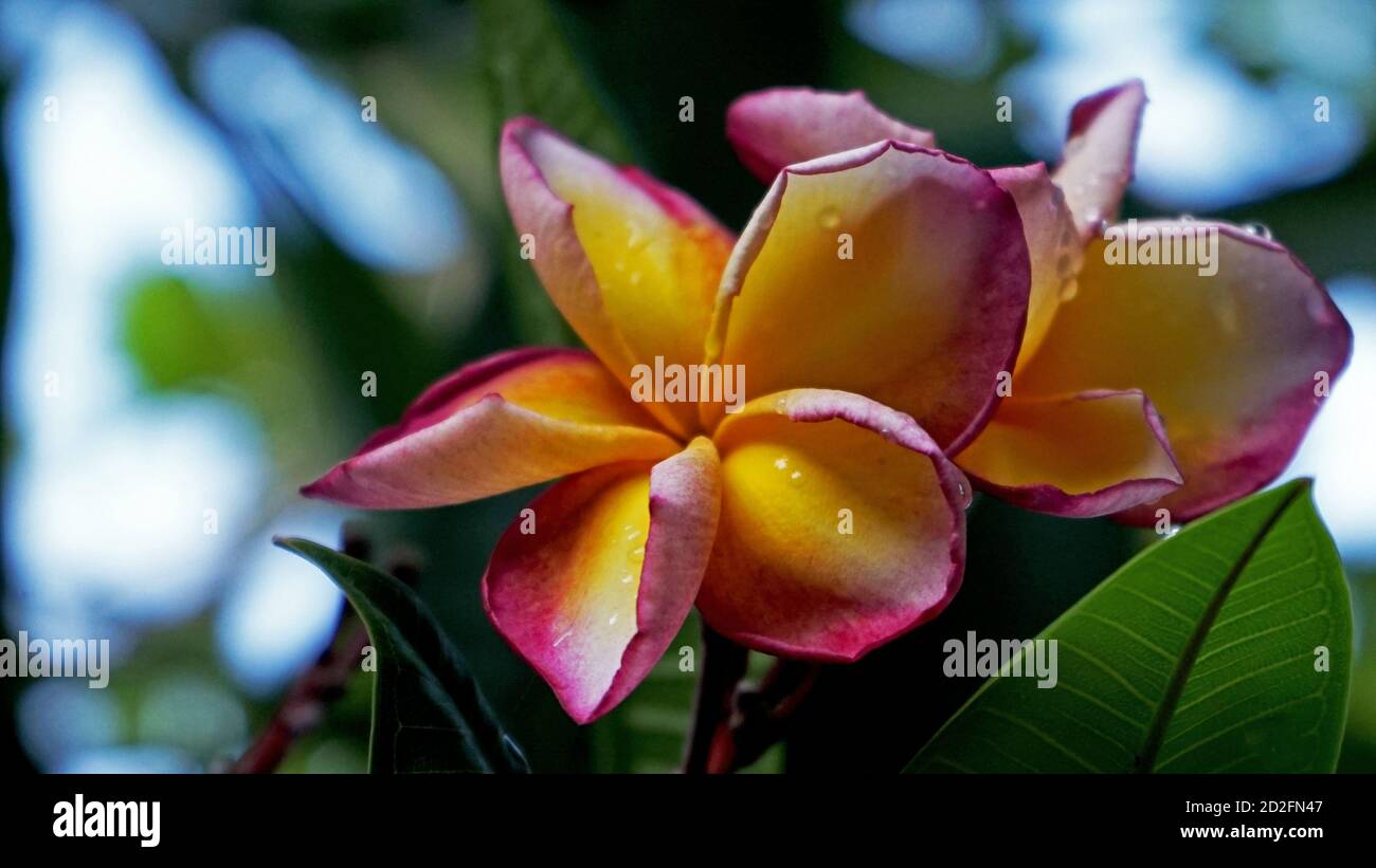 Roter frangipani -Fotos und -Bildmaterial in hoher Auflösung - Seite 2 ...