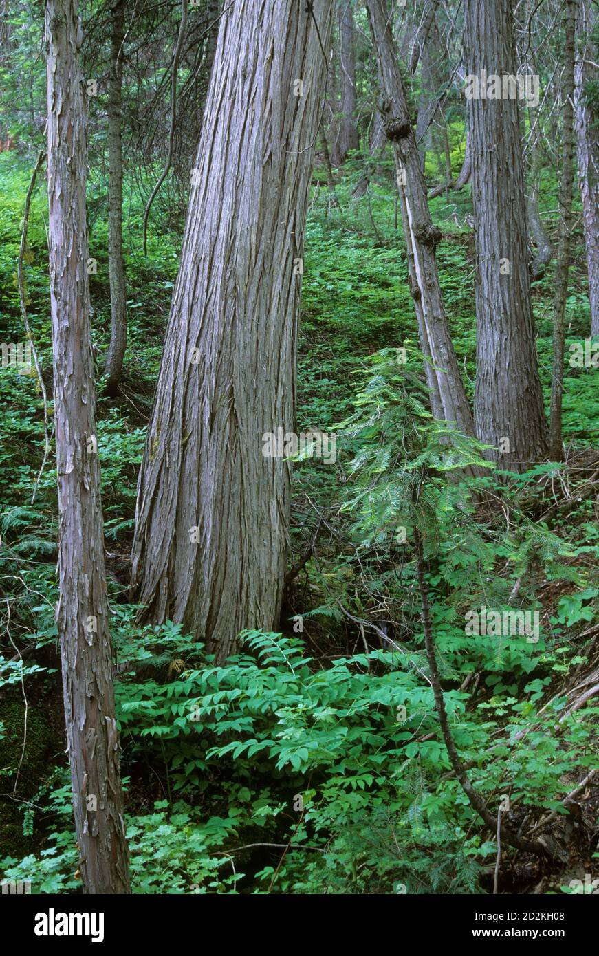 Gelb zeder -Fotos und -Bildmaterial in hoher Auflösung – Alamy