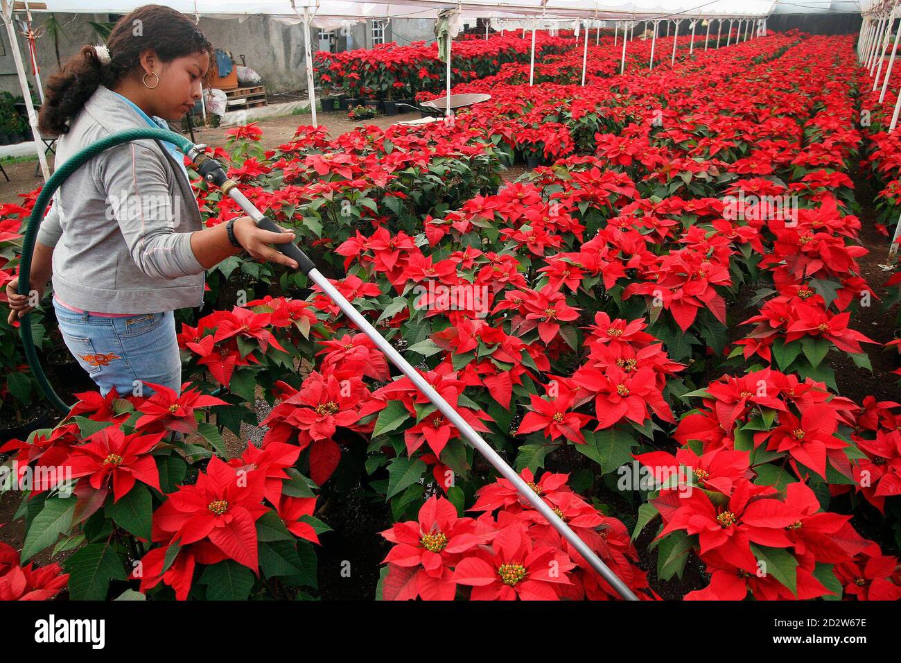 Puebla mexico christmas -Fotos und -Bildmaterial in hoher Auflösung – Alamy