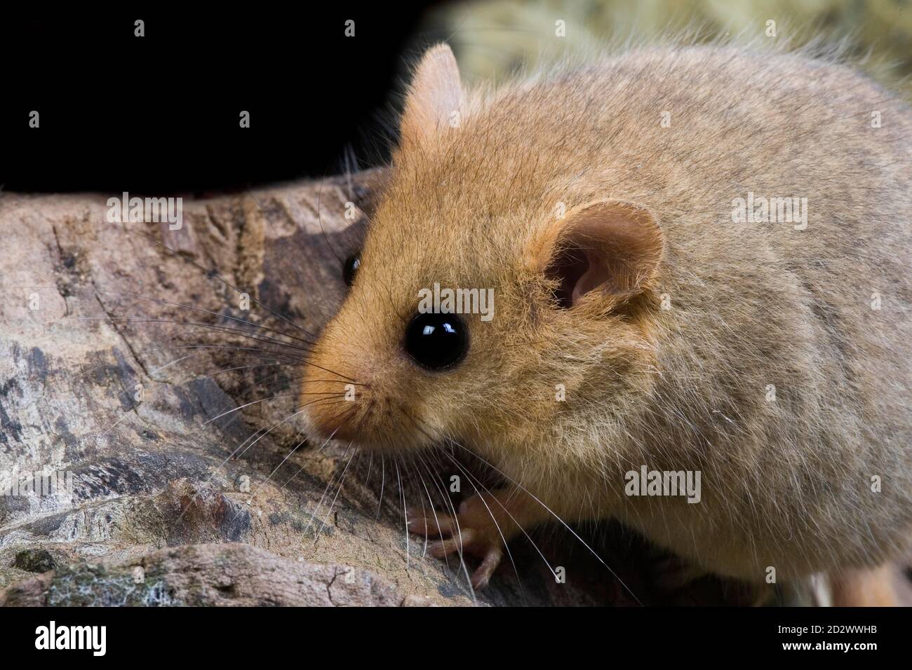 Haselmaus steckbrief -Fotos und -Bildmaterial in hoher Auflösung – Alamy