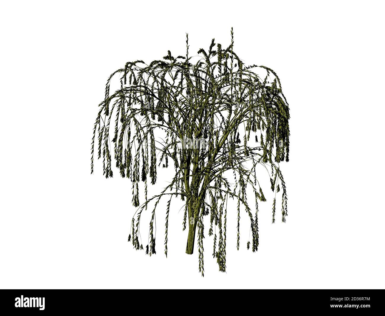 Trauerweide zweige -Fotos und -Bildmaterial in hoher Auflösung – Alamy