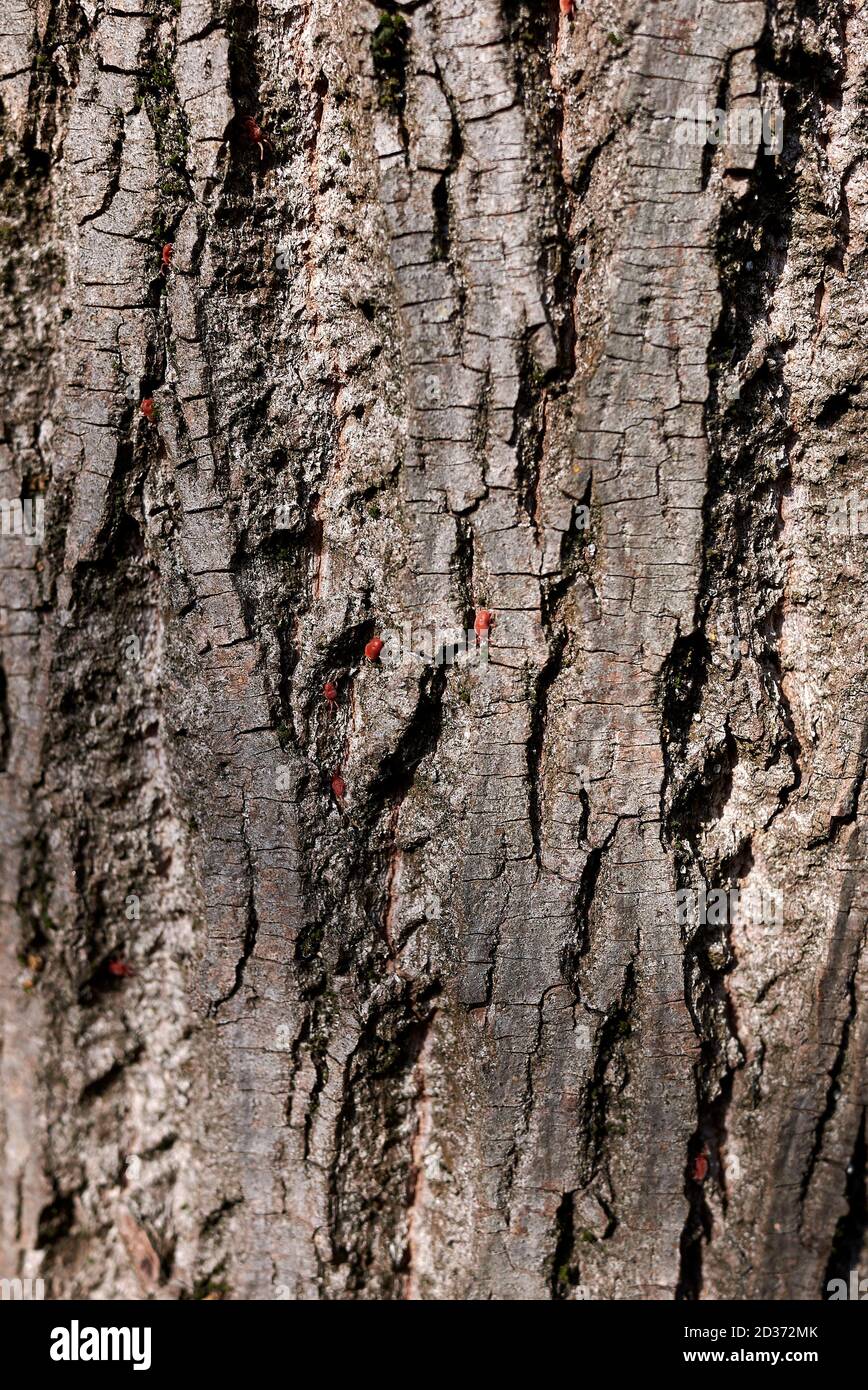 Zwei spotted oder rote spinnmilbe -Fotos und -Bildmaterial in hoher ...
