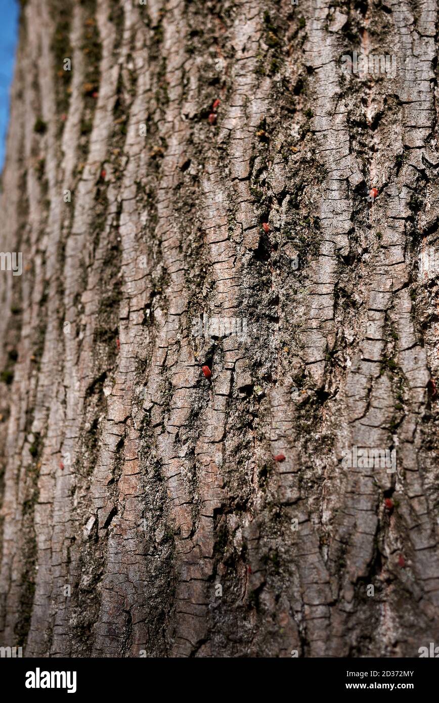 Rote Spinnmilbe auf einem Baumstamm Stockfotografie - Alamy