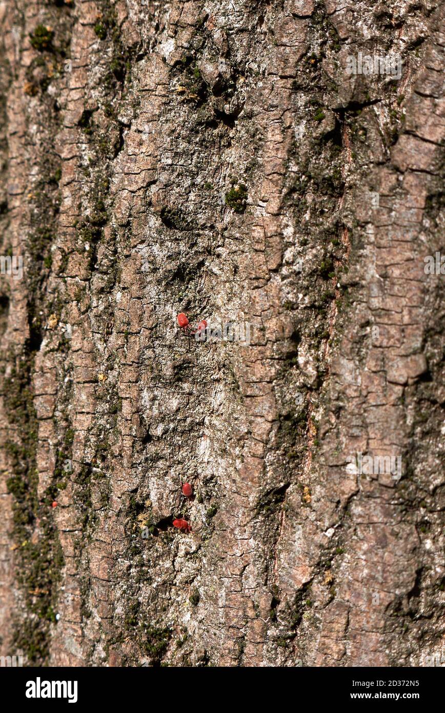 Zwei spotted oder rote spinnmilbe -Fotos und -Bildmaterial in hoher ...