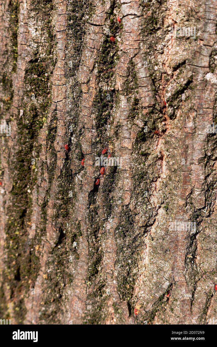 Zwei spotted oder rote spinnmilbe -Fotos und -Bildmaterial in hoher ...