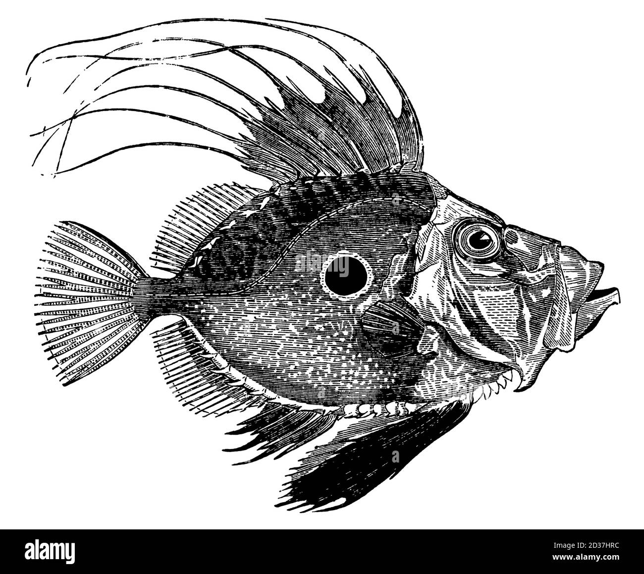 John dory fisch auf weißem hintergrund Schwarzweiß-Stockfotos und ...