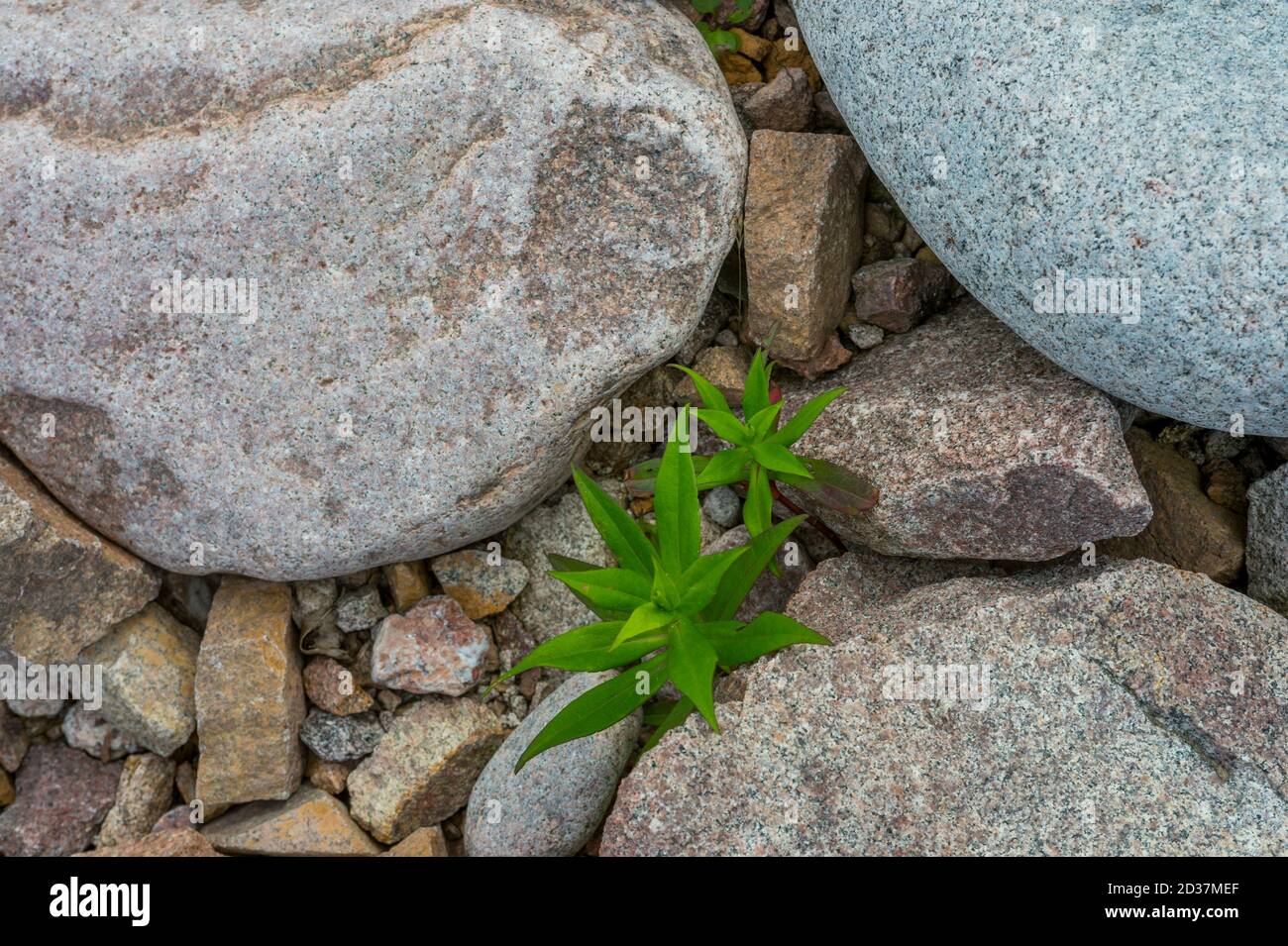 Plant Growing Between Rocks Stockfotos und -bilder Kaufen - Alamy