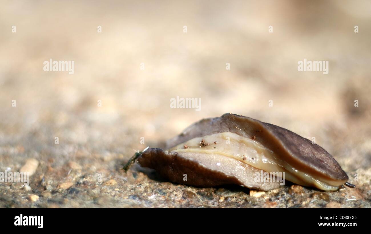 Vaginula sp -Fotos und -Bildmaterial in hoher Auflösung – Alamy