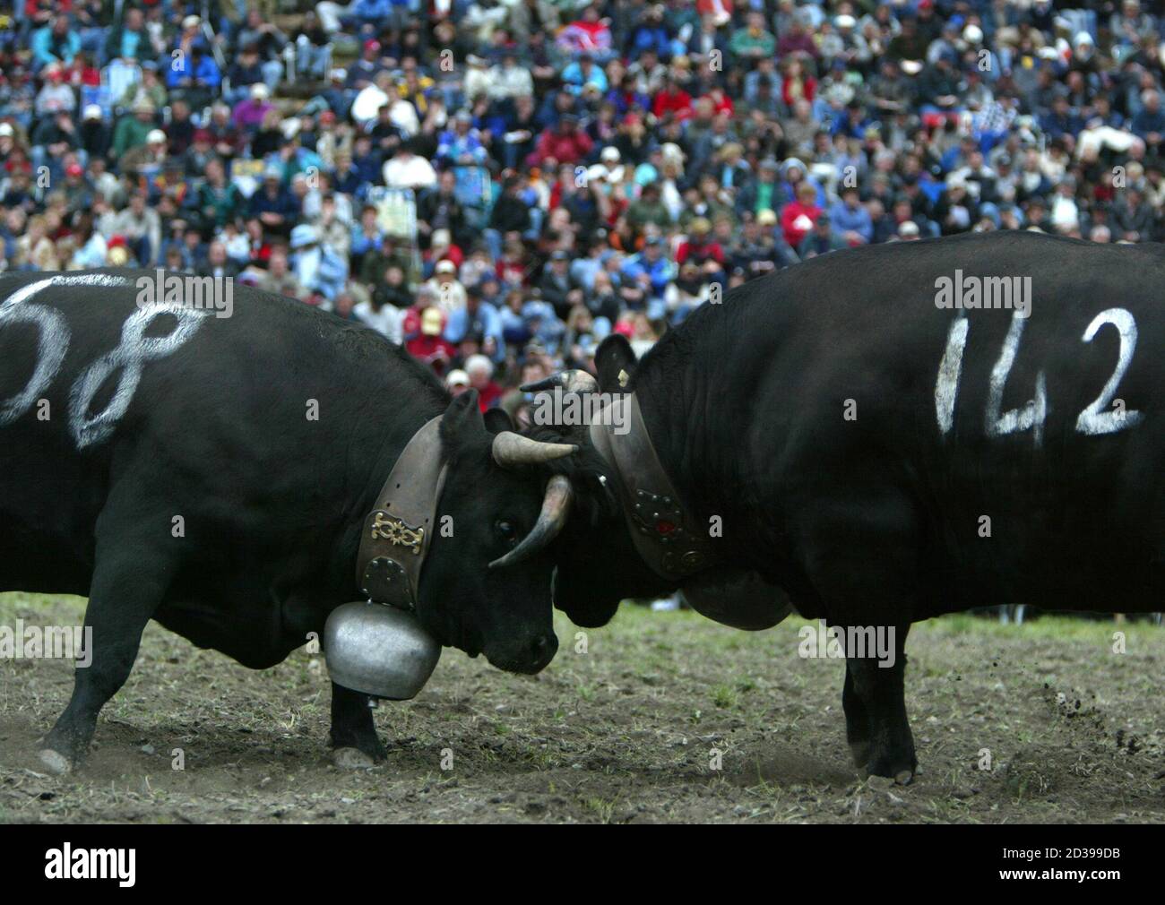 Eringer kühe -Fotos und -Bildmaterial in hoher Auflösung – Alamy