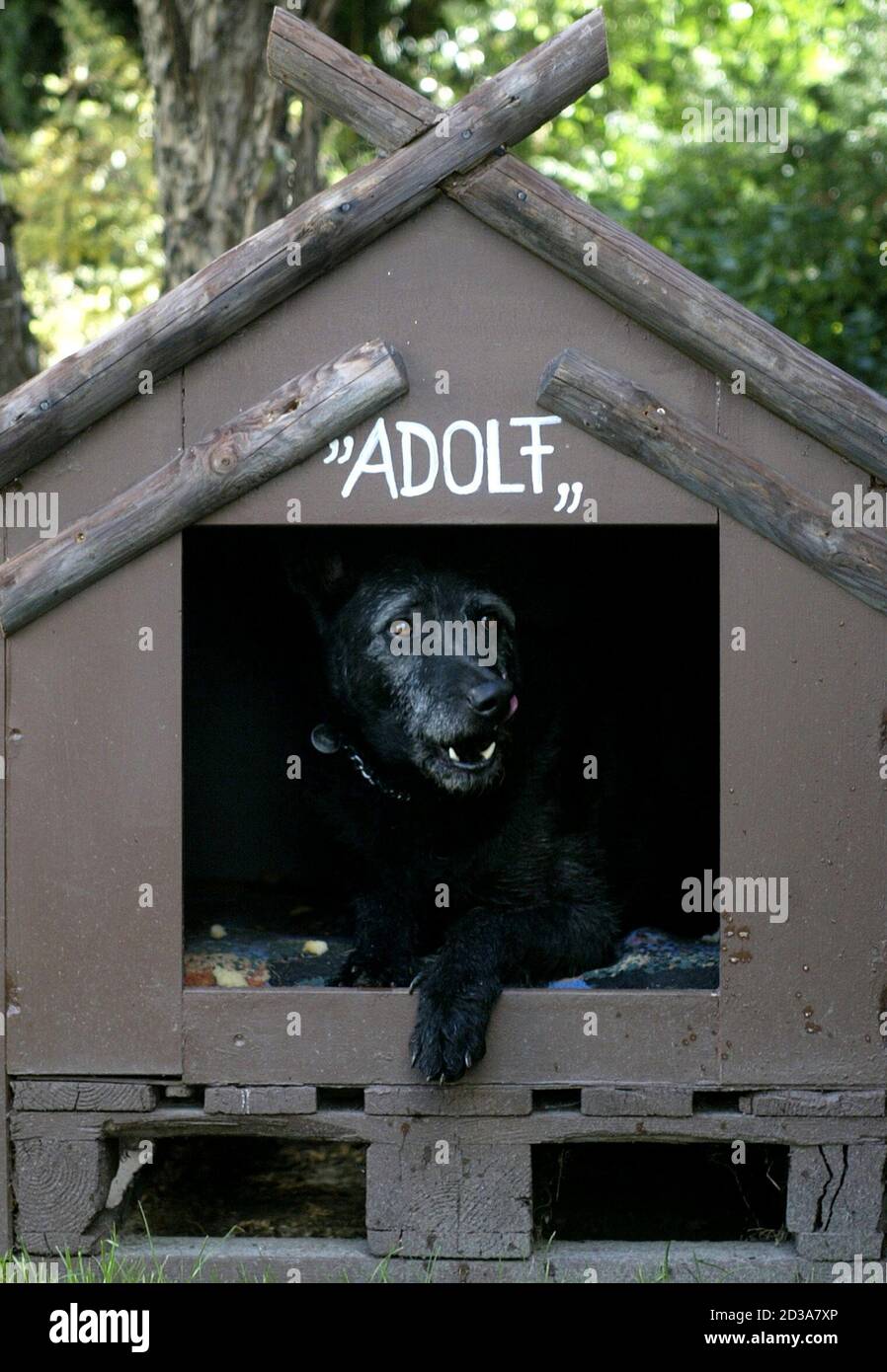 Deutsche schäferhunde von adolf hitler -Fotos und -Bildmaterial in ...