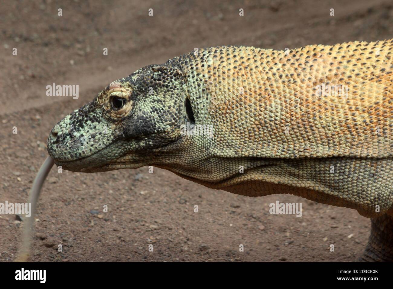 Komodo waran -Fotos und -Bildmaterial in hoher Auflösung – Alamy