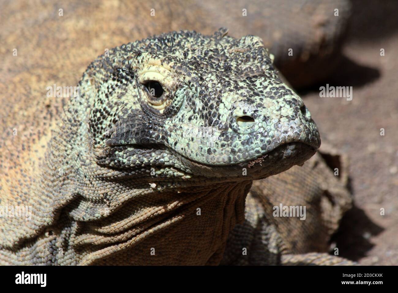 Komodo waran -Fotos und -Bildmaterial in hoher Auflösung – Alamy