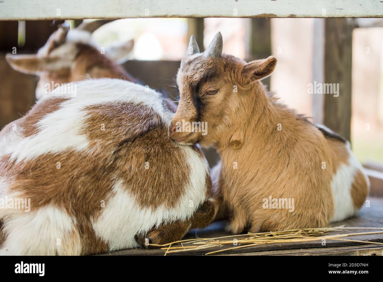 Baby goat kid feeding -Fotos und -Bildmaterial in hoher Auflösung – Alamy