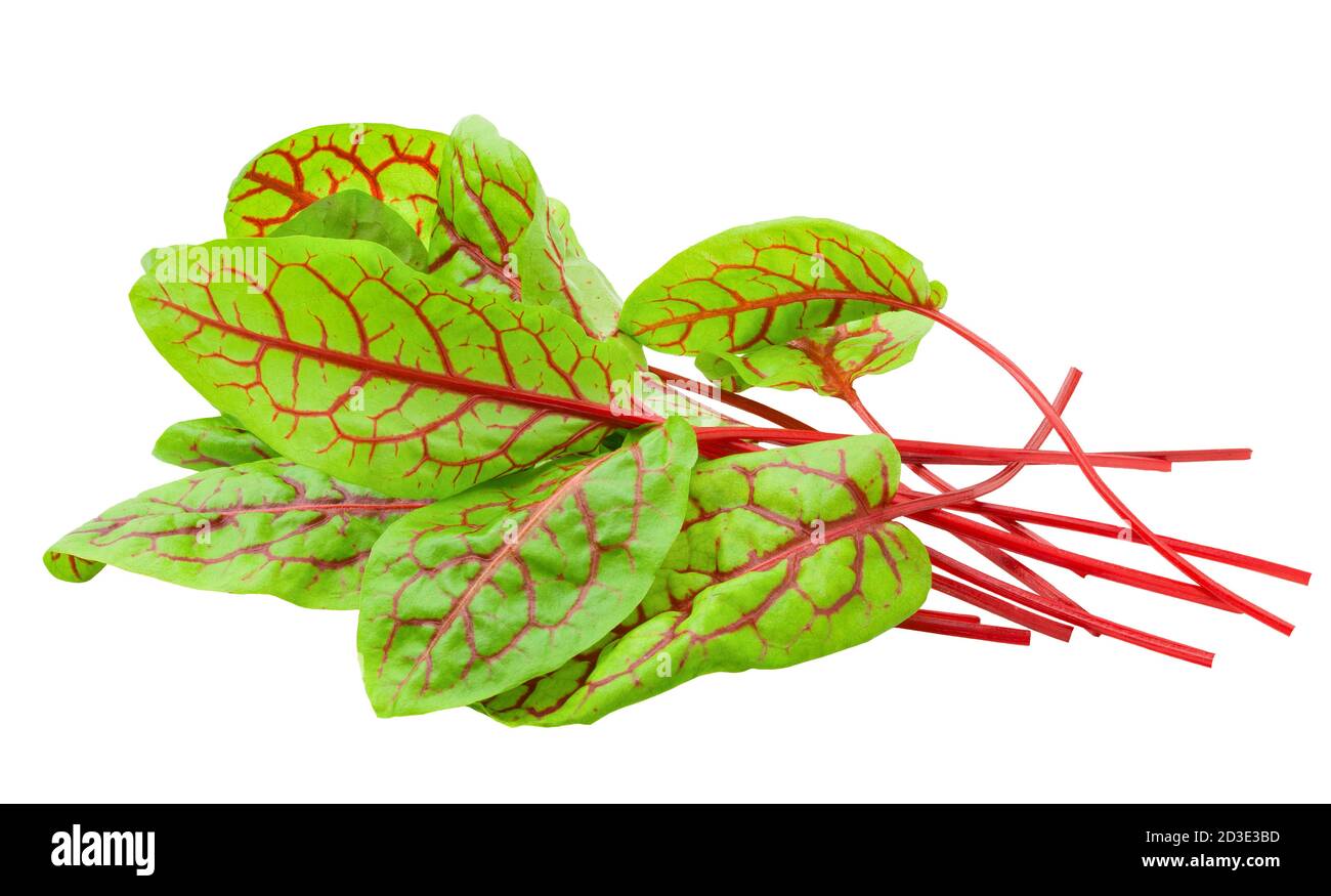 Roter sauerampfer -Fotos und -Bildmaterial in hoher Auflösung – Alamy