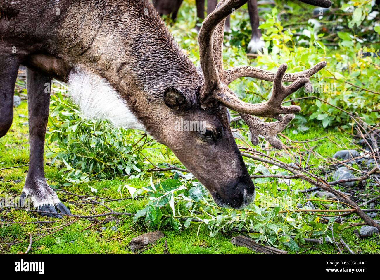 Rentier essen -Fotos und -Bildmaterial in hoher Auflösung – Alamy