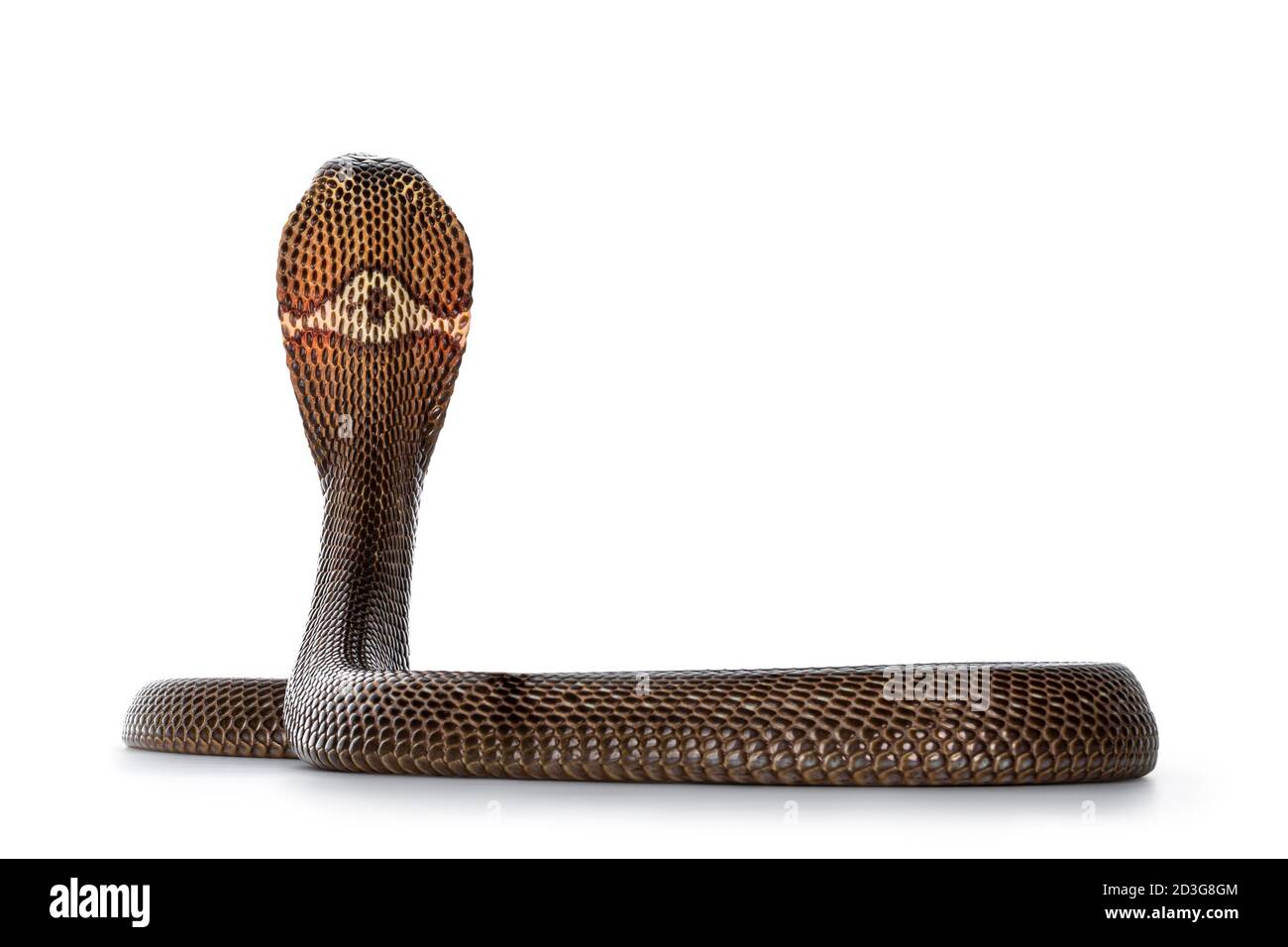 Erwachsene einmarkierte Kobra alias Naja kaouthia Schlange, in Verteidigungsposition. Isoliert ...