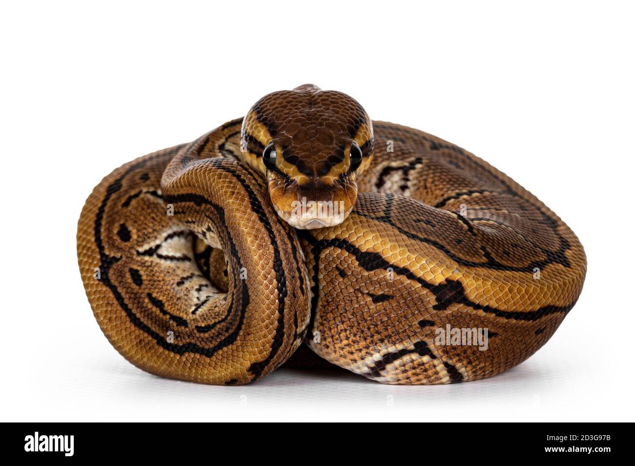 Vorderansicht der Nadelstreifen-Kugelpython-Schlange aka Python regius ...