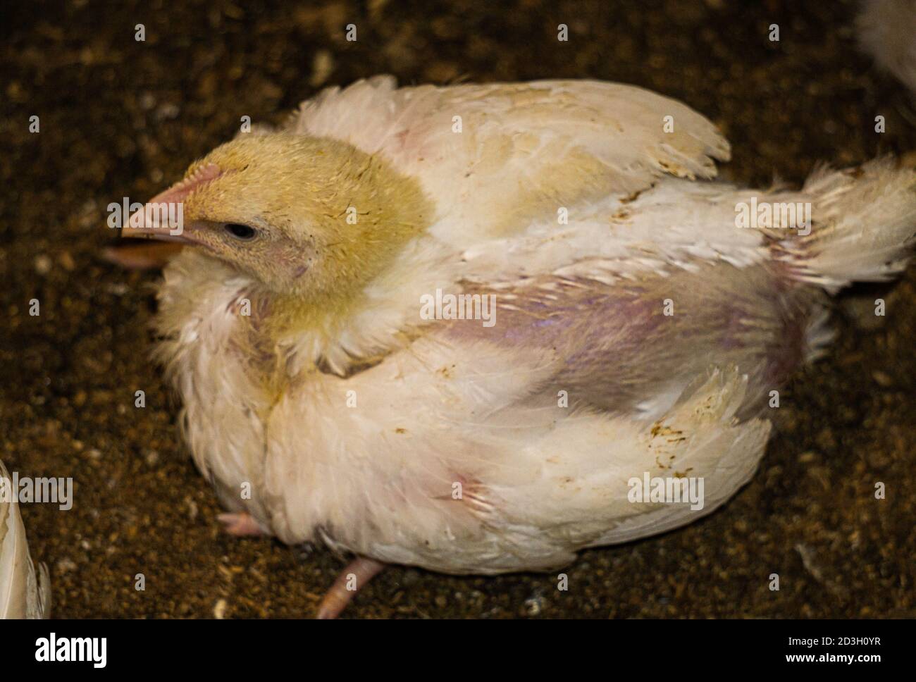 Broiler küken -Fotos und -Bildmaterial in hoher Auflösung – Alamy