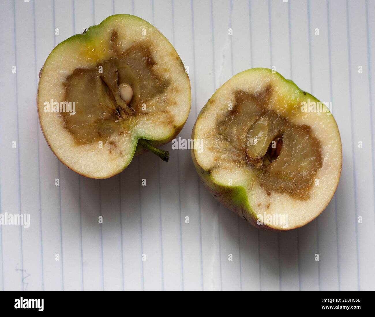 Apfelbaum schnitt -Fotos und -Bildmaterial in hoher Auflösung – Alamy