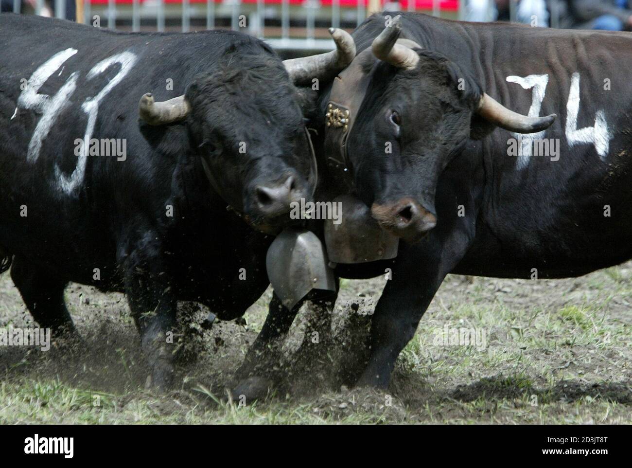 Zwei Eringer Kuh Kampf während der jährlichen "Kampf der Königinnen" Kuh Kampf Finale in Aproz ...