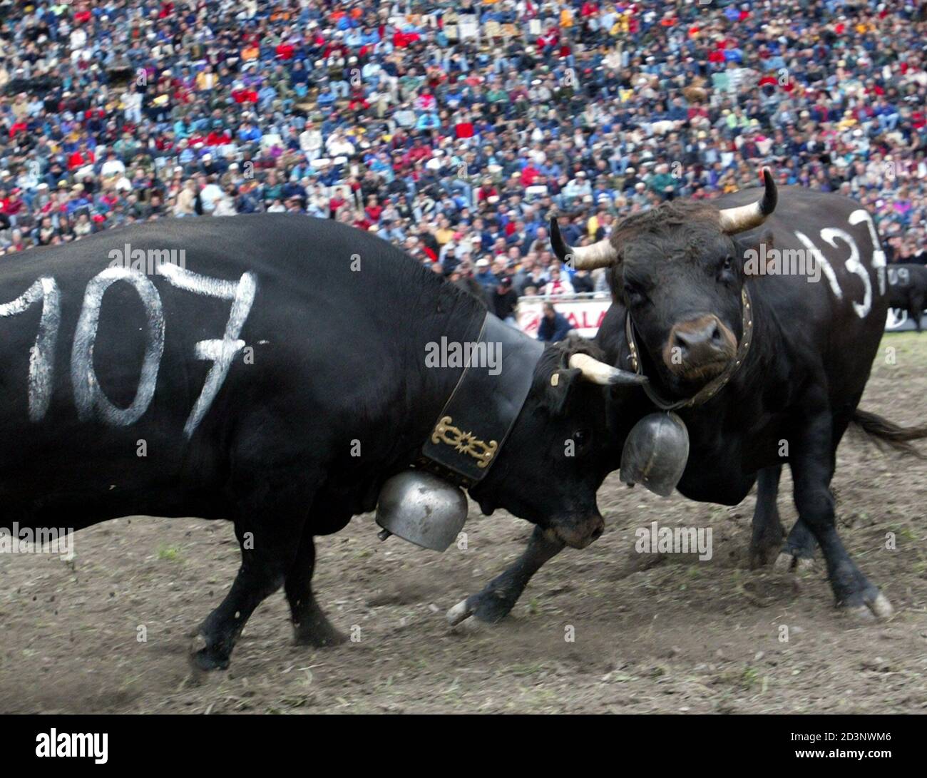 Eringer kühe -Fotos und -Bildmaterial in hoher Auflösung – Alamy
