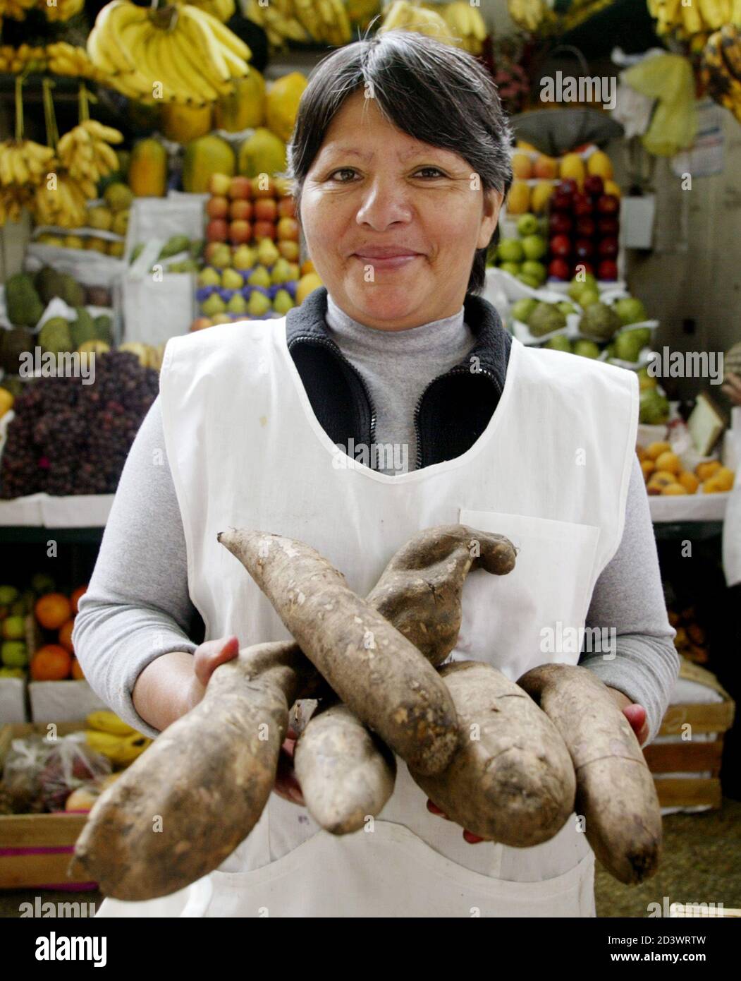 Yacon wurzel -Fotos und -Bildmaterial in hoher Auflösung – Alamy