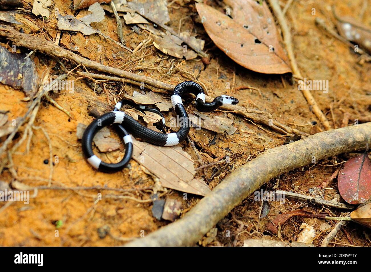 Blau Oder Malayan Krait Bungarus Candidus Stockfotos und -bilder Kaufen ...