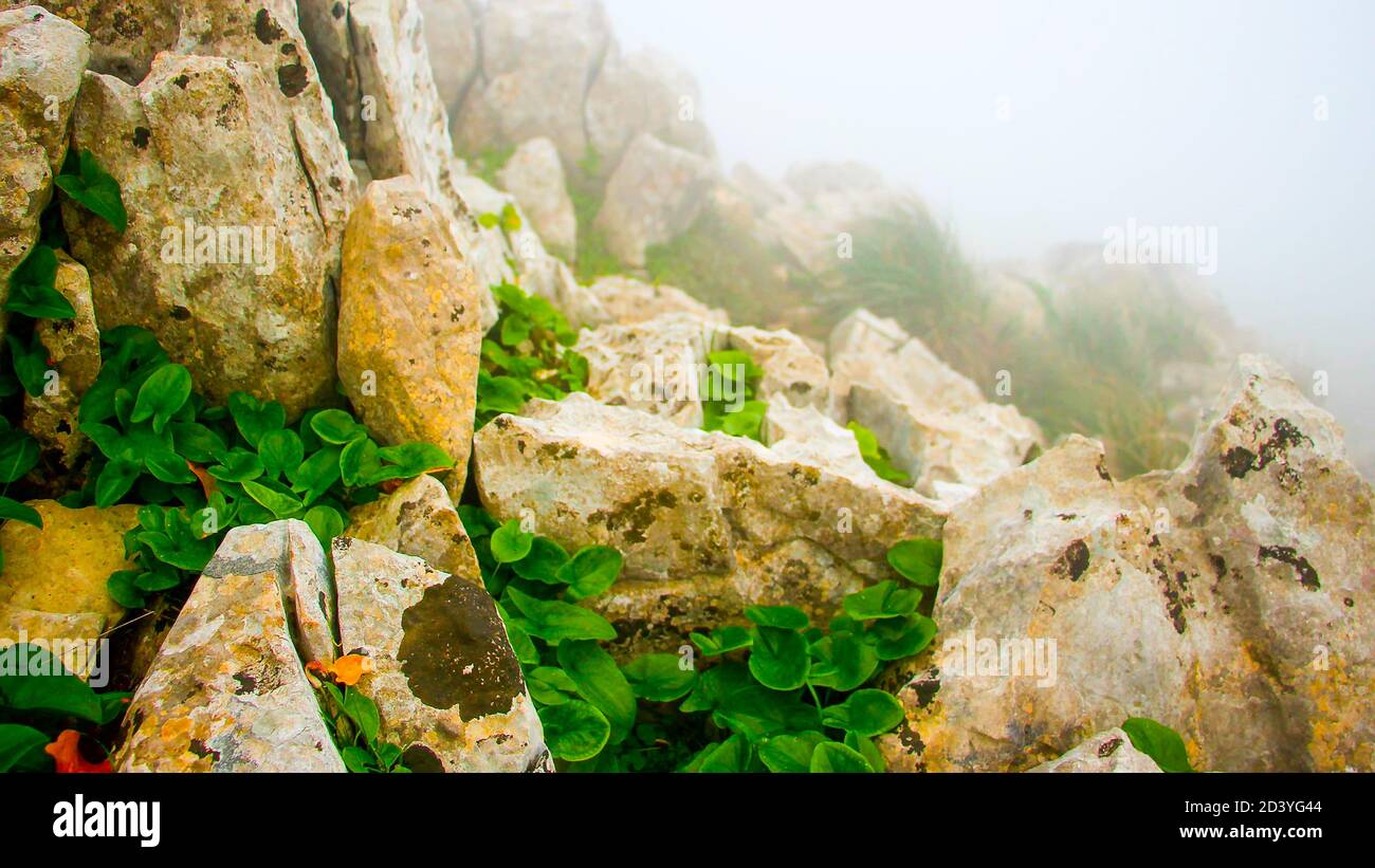 Pflanzen auf dem felsen wachsen -Fotos und -Bildmaterial in hoher ...