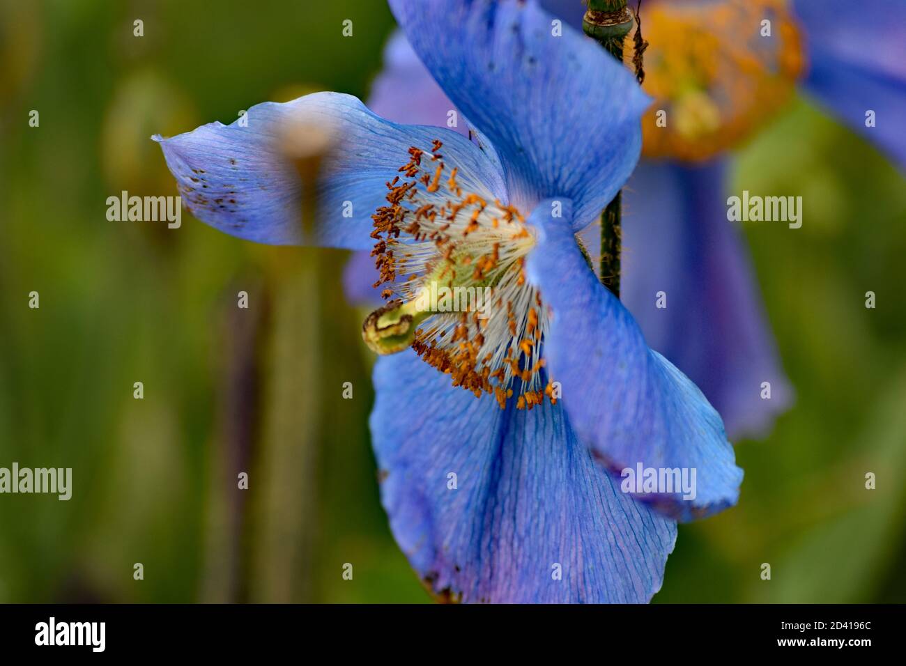 Akureyri botanischer garten -Fotos und -Bildmaterial in hoher Auflösung ...