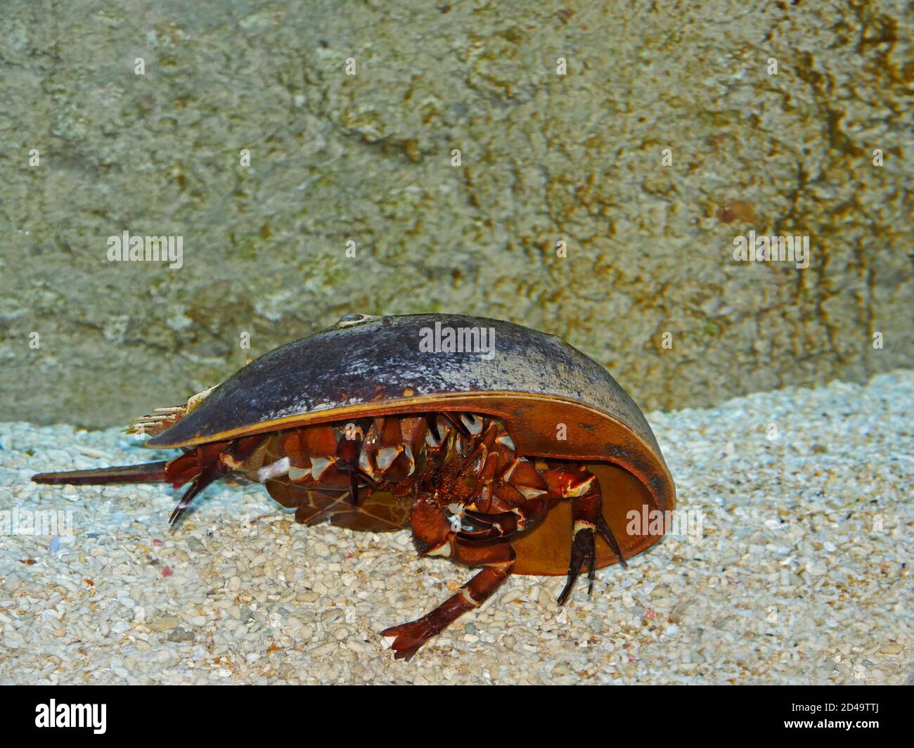 Atlantic horseshoe crab -Fotos und -Bildmaterial in hoher Auflösung – Alamy