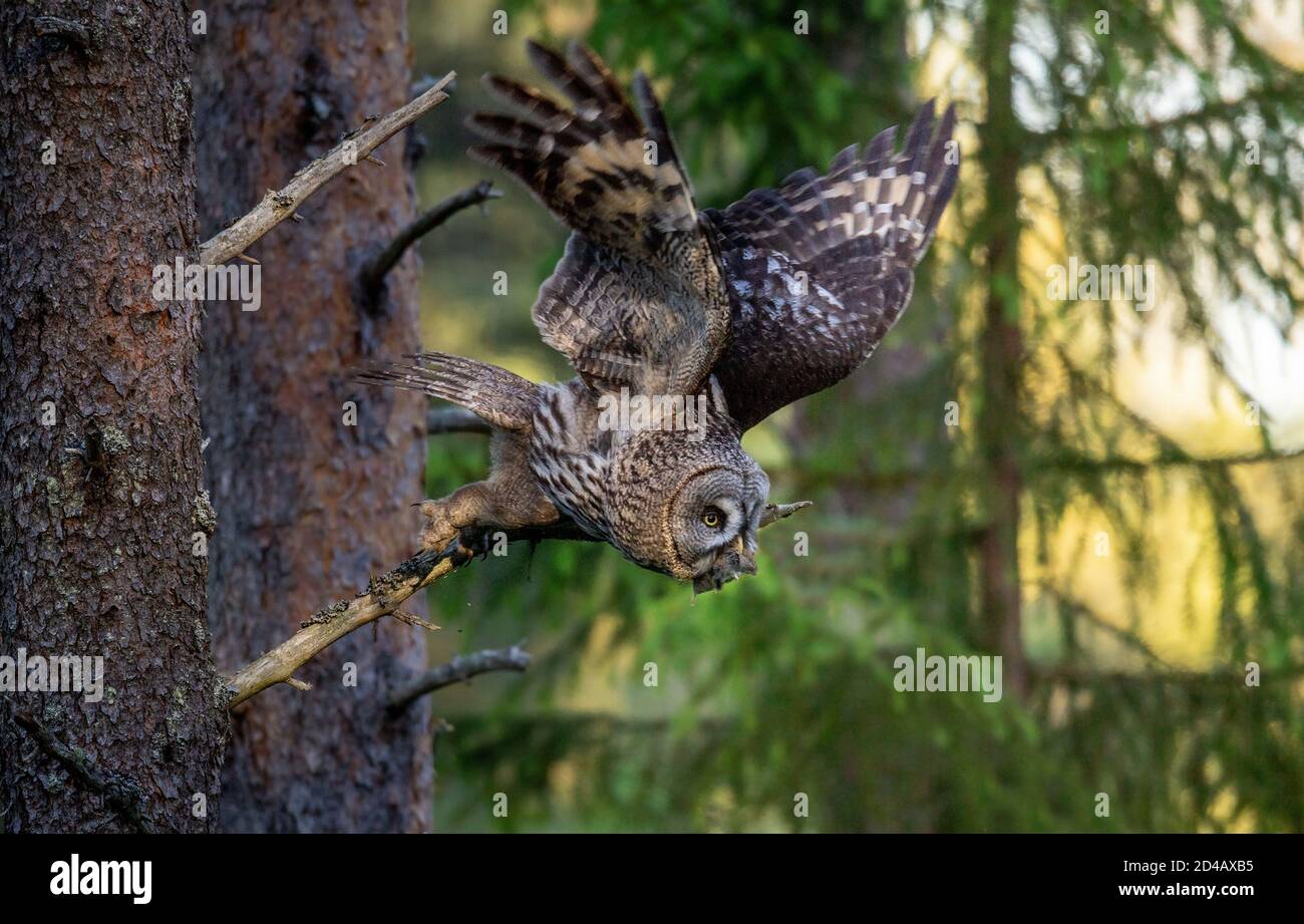 Eulen lebensraum -Fotos und -Bildmaterial in hoher Auflösung – Alamy