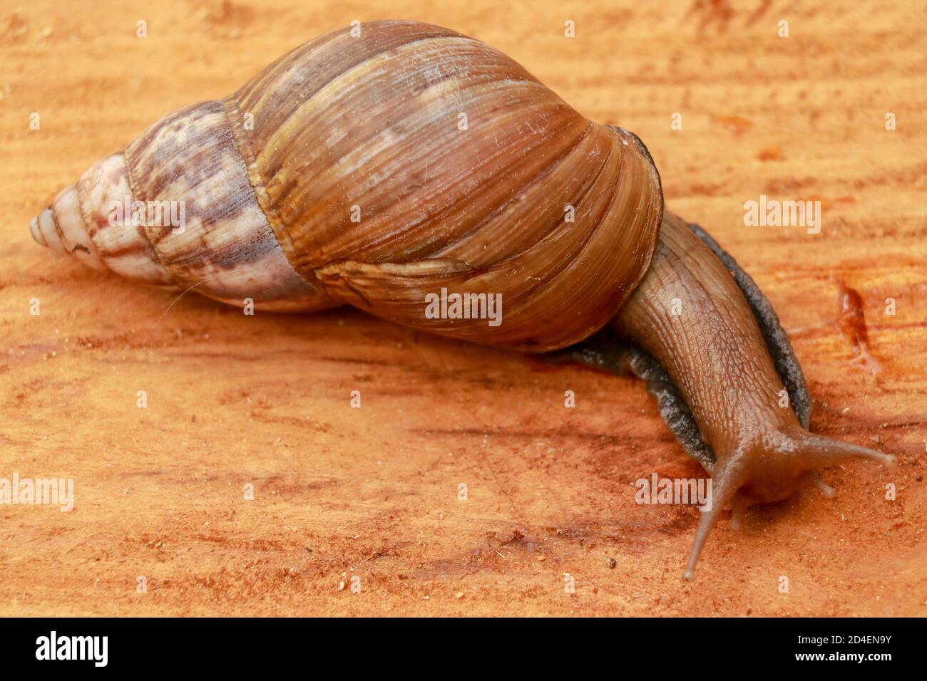 Archachatina marginata -Fotos und -Bildmaterial in hoher Auflösung – Alamy