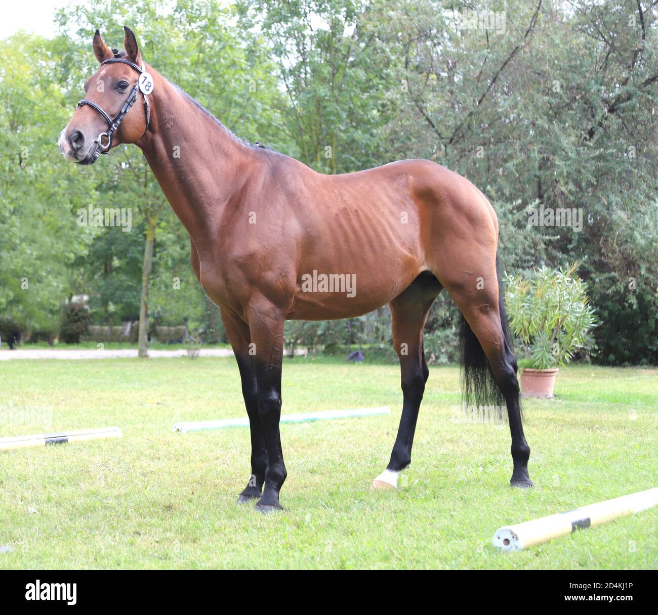 Stehendes pferd verschiedene tiere -Fotos und -Bildmaterial in hoher ...