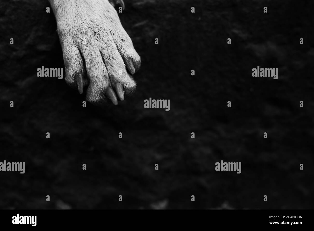 Hund pfote bein -Fotos und -Bildmaterial in hoher Auflösung – Alamy