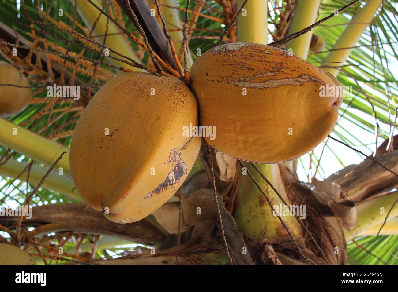 Palme tree brasil -Fotos und -Bildmaterial in hoher Auflösung – Alamy