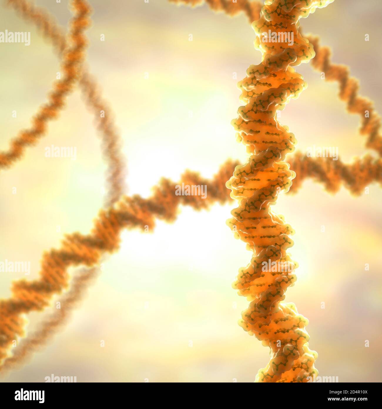 DNA-Ketten. Wissenschaftlich korrekte Darstellung des DNA-Moleküls ...