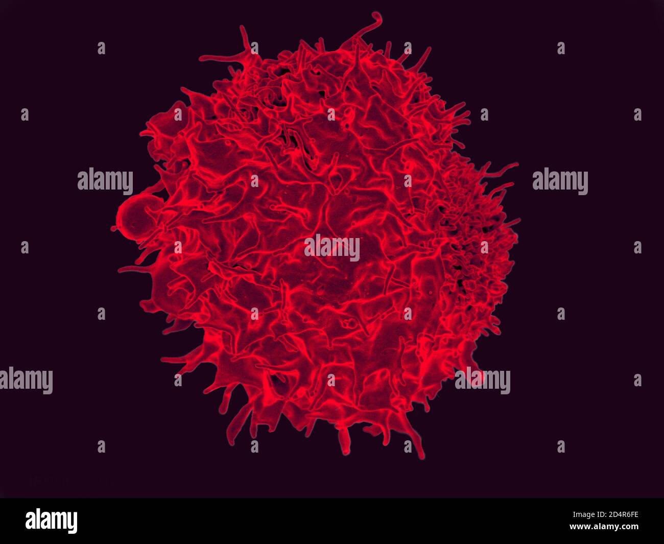 T Lymphozyt Stockfotos und -bilder Kaufen - Alamy