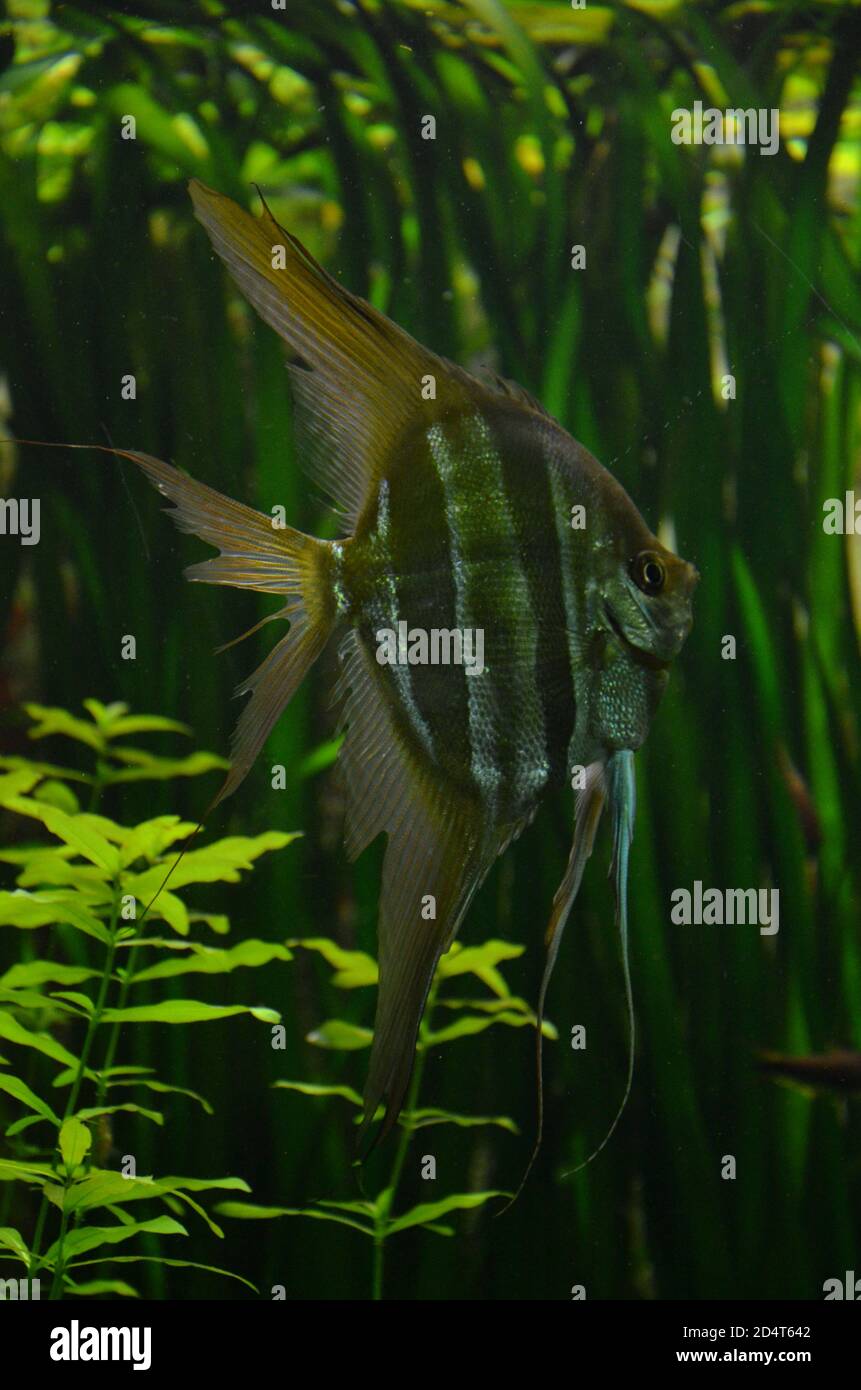 Tropical fish scalare pterophyllum scalare -Fotos und -Bildmaterial in ...