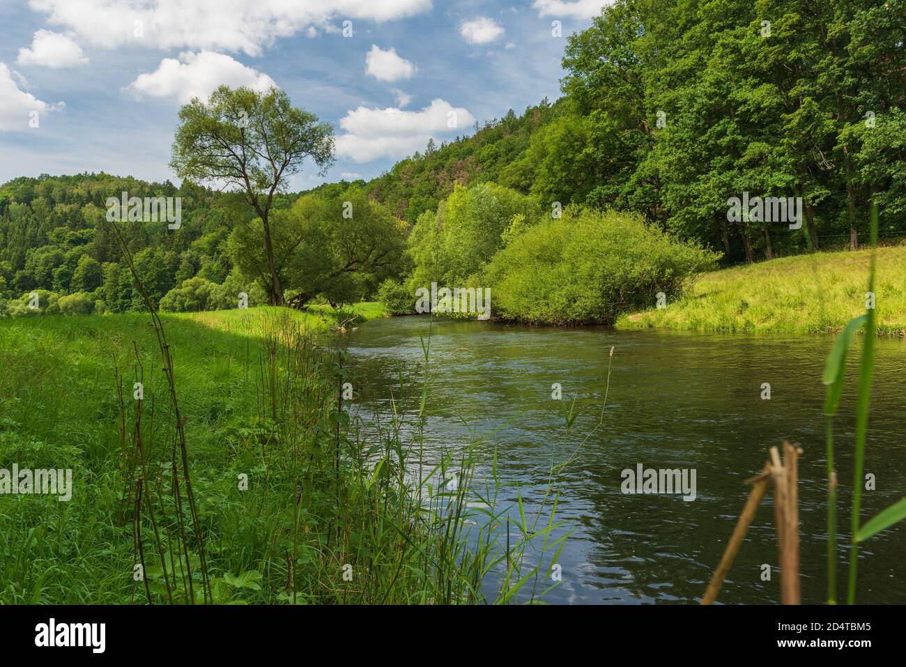 Weisse elster -Fotos und -Bildmaterial in hoher Auflösung – Alamy