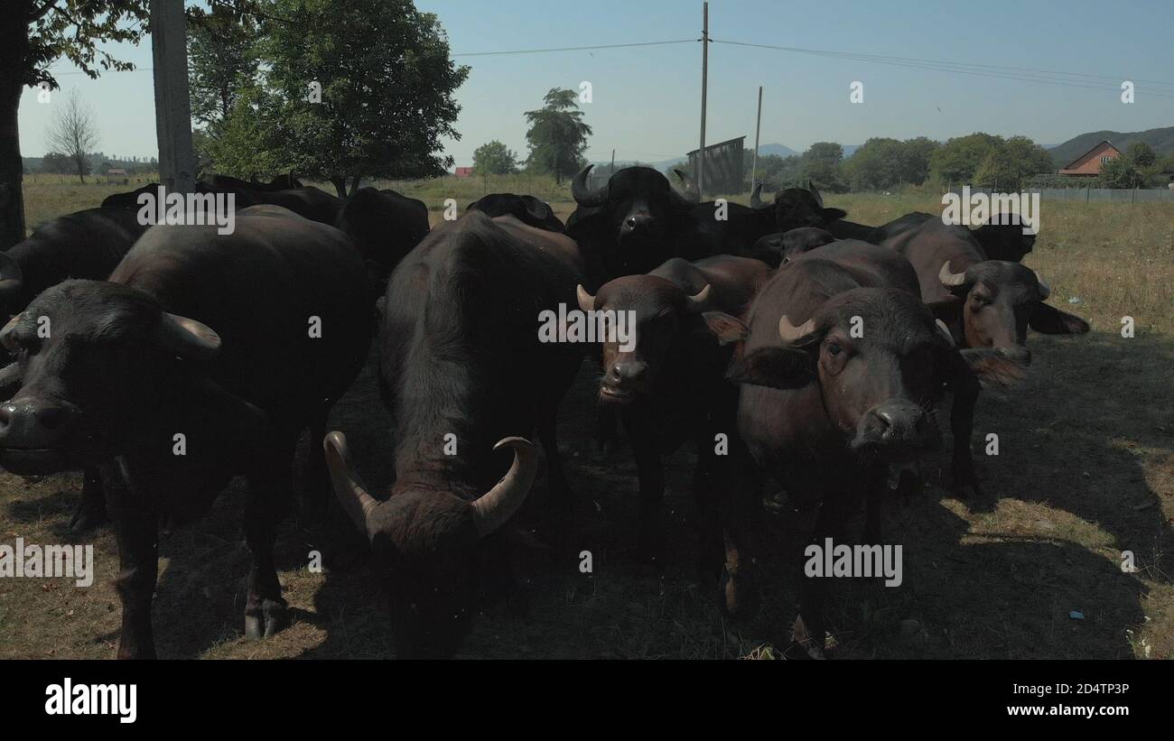 Herde schwarze stiere -Fotos und -Bildmaterial in hoher Auflösung – Alamy