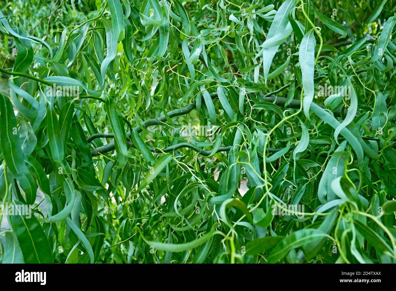 Lockig verdrehter Weidenbaum, oder Korkenzieher (Salix matsudana ...