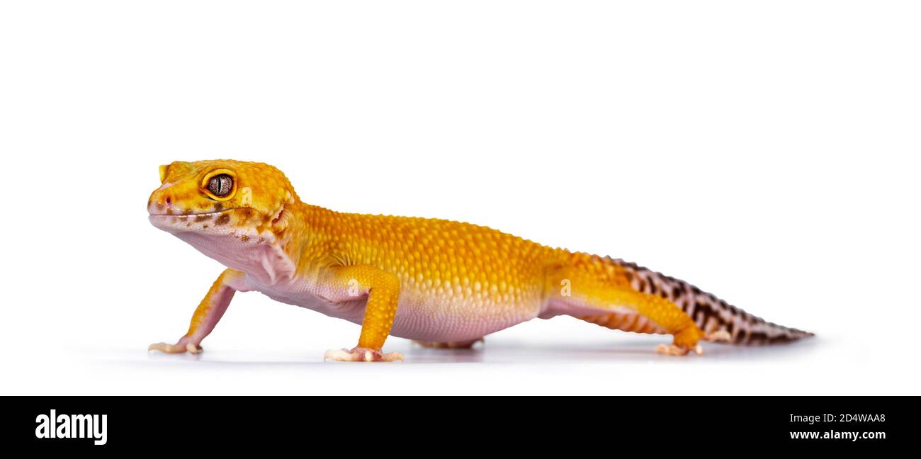 Hypo Leopard Gecko Jungle Hypo Tangerine Leopard Gecko For Sale