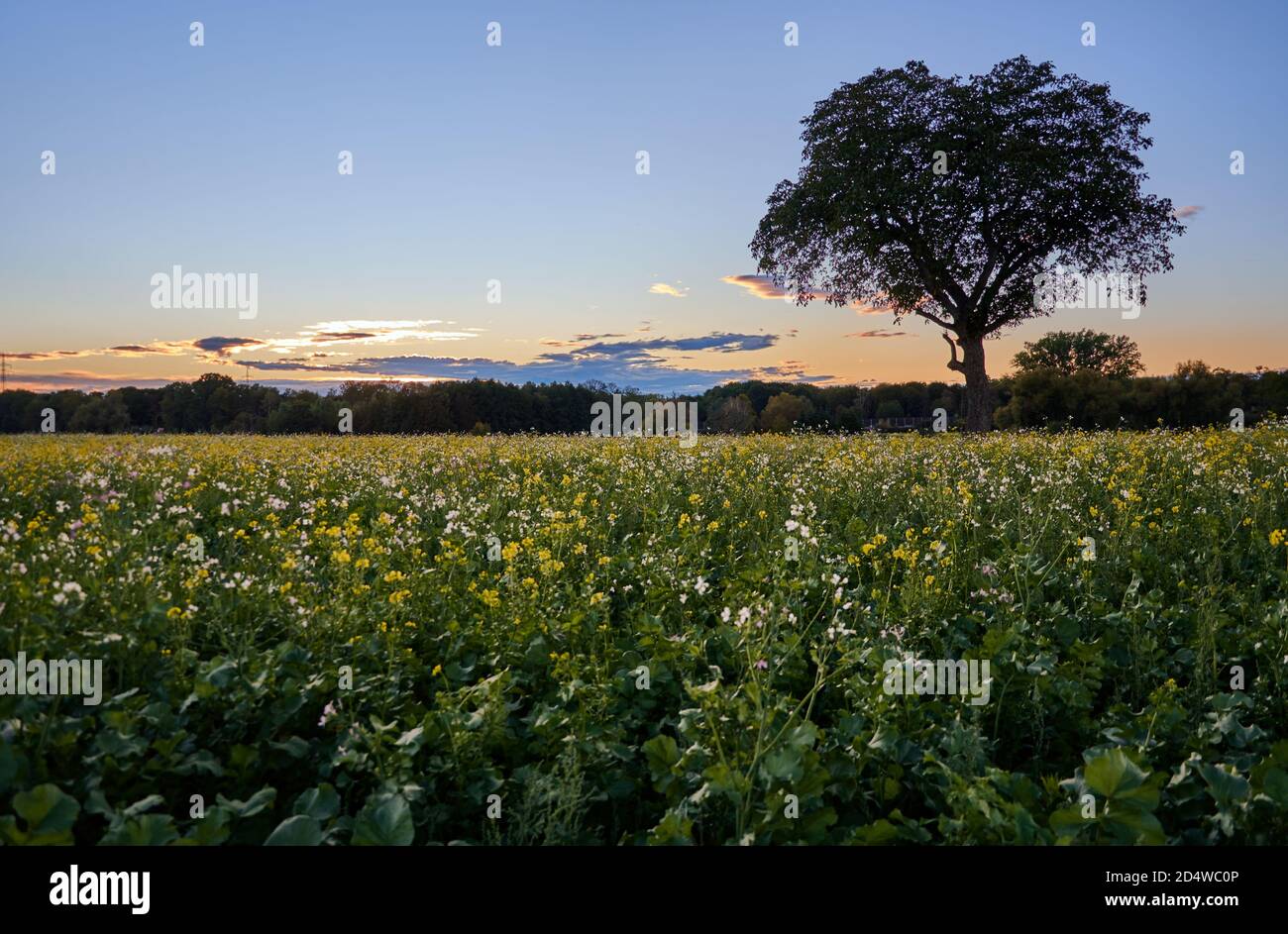 Einzelner baum auf der wiese -Fotos und -Bildmaterial in hoher ...