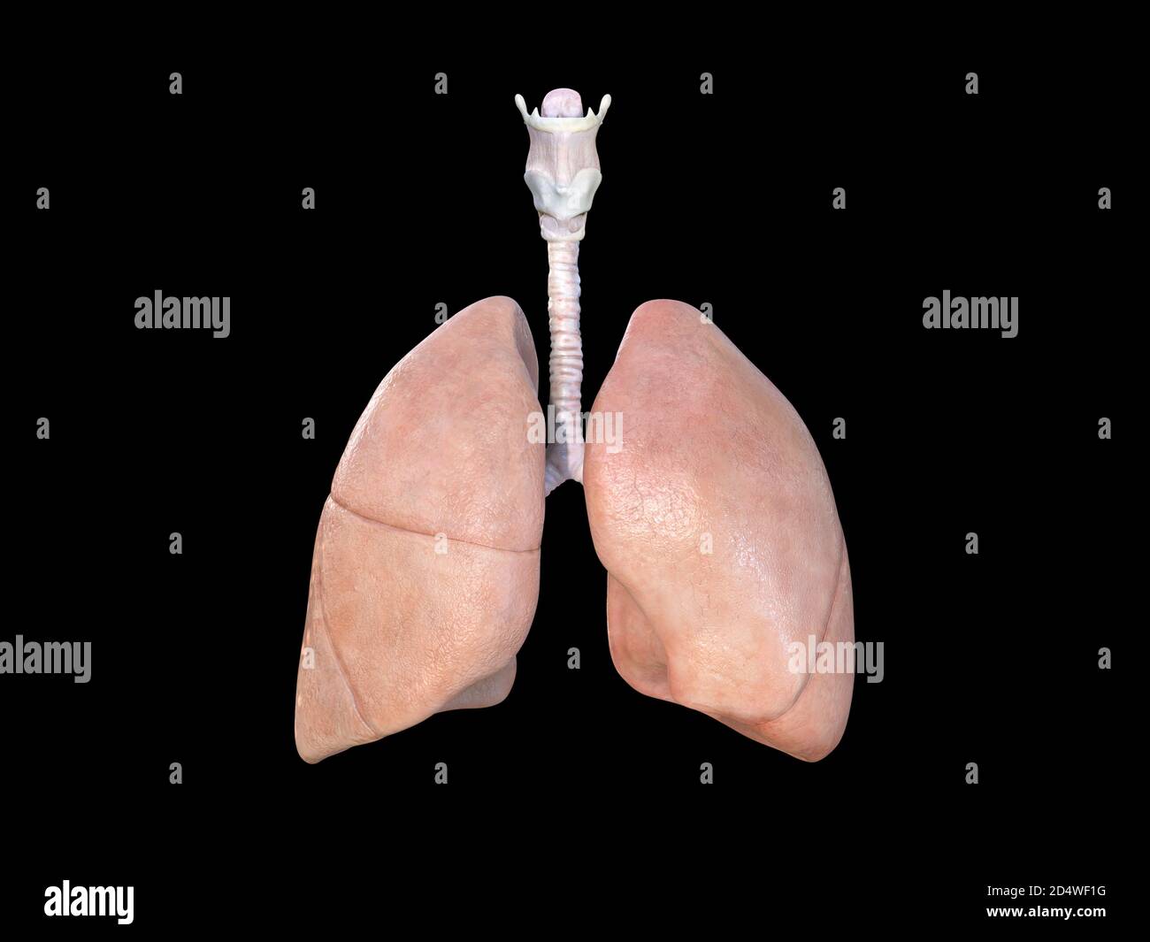 Lungenanatomie. Lungen-Symbol. Realistische Darstellung des ...