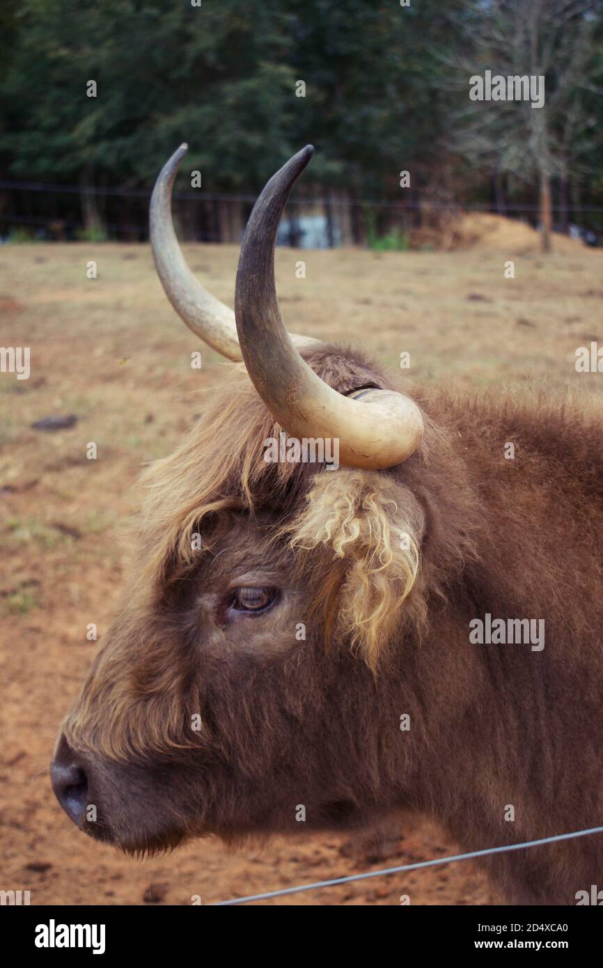 Kuh mit rotem langhaarigem fell -Fotos und -Bildmaterial in hoher ...
