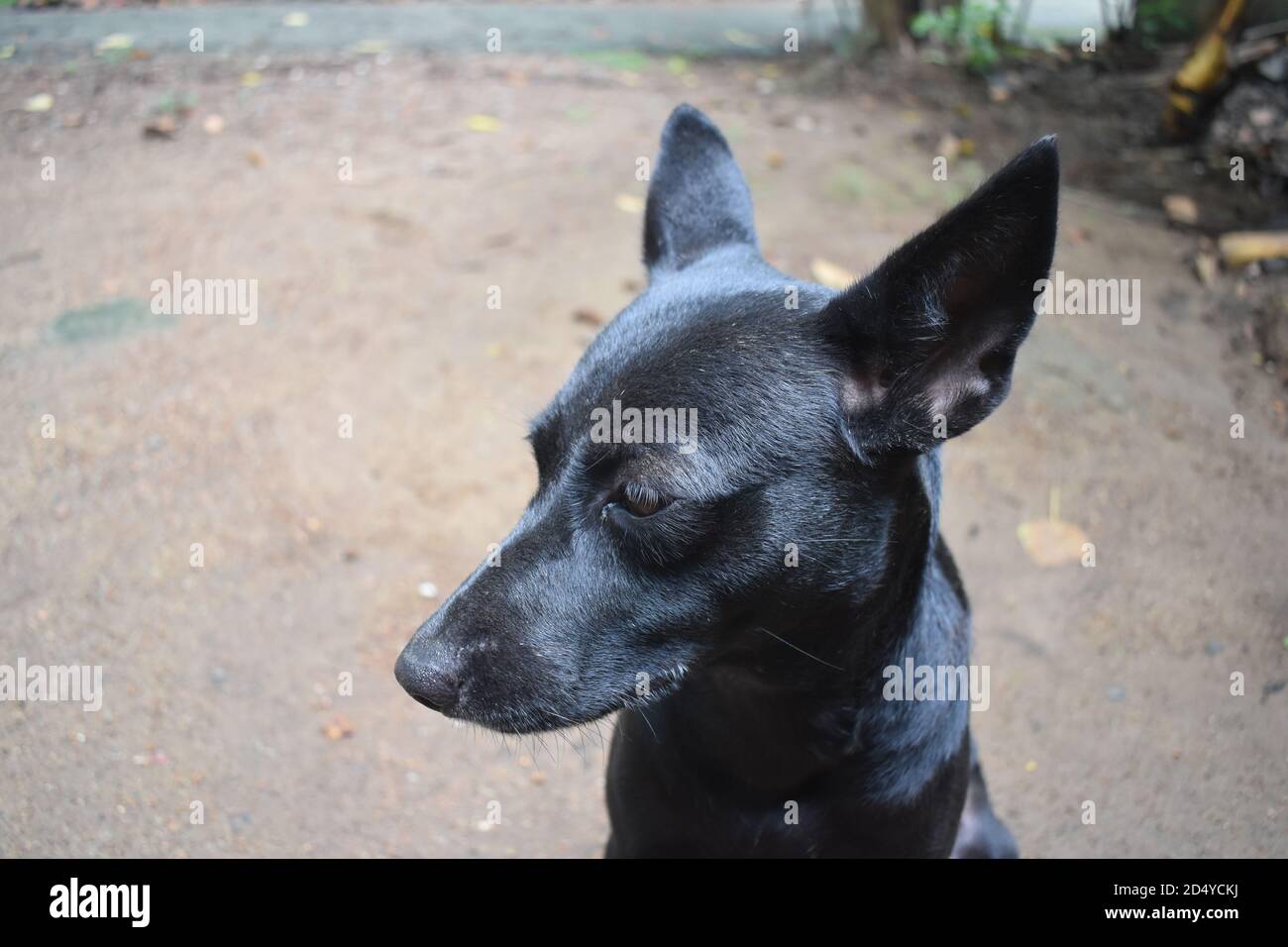 Hund mit schwarzem gesicht -Fotos und -Bildmaterial in hoher Auflösung ...